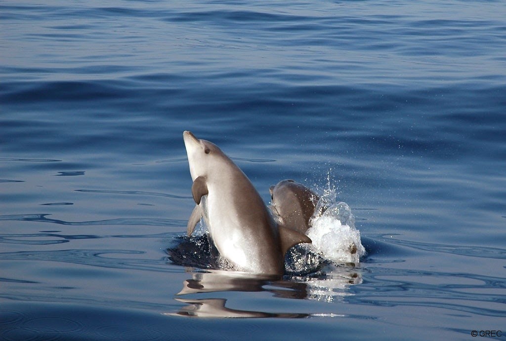 Corsica-Shop: Corsica, Marine Mammals seen off Corsica..