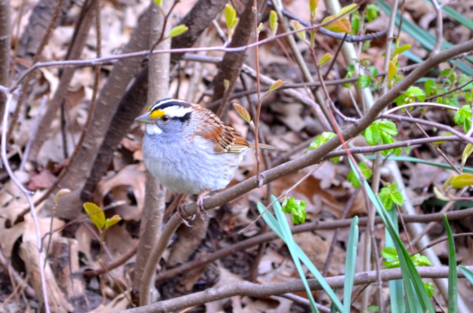 The First Real Day of Spring | Focusing on Wildlife