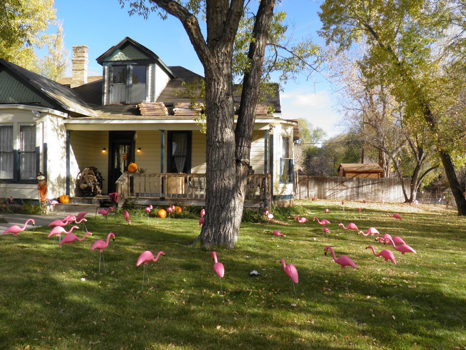 walking flagstaff: walking flagstaff 11 1 11