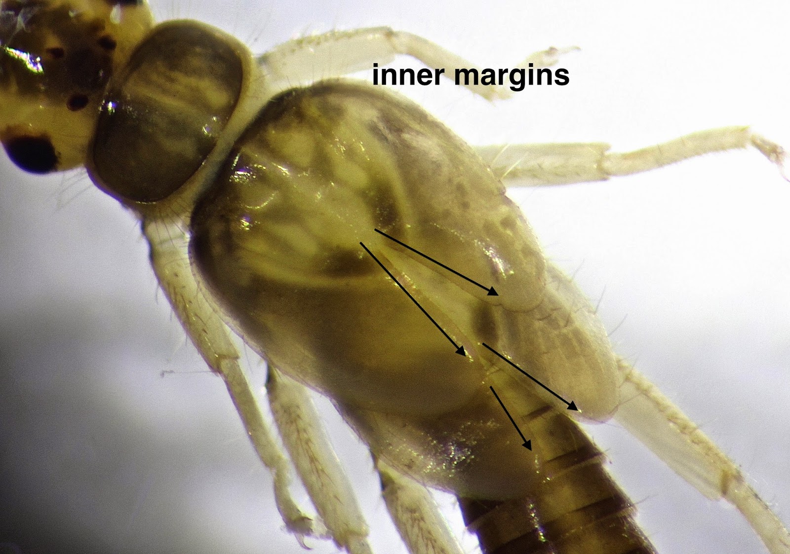 Aquatic Insects of Central Virginia: The Green Stonefly Haploperla ...