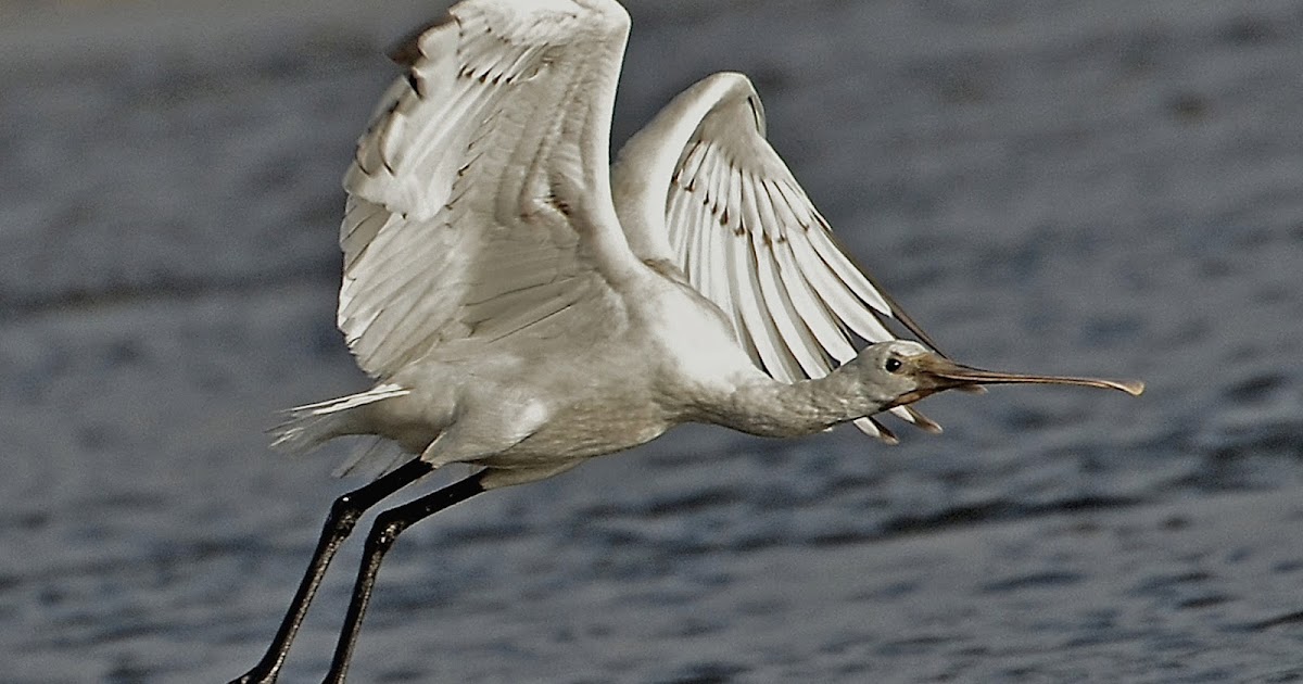 Alan James Photography : Ryans Field RSPB Hayle Estuary