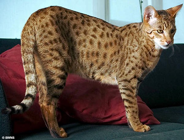 Leopard Cat | Endangered Animals Facts, Wildlife Pictures And Videos
