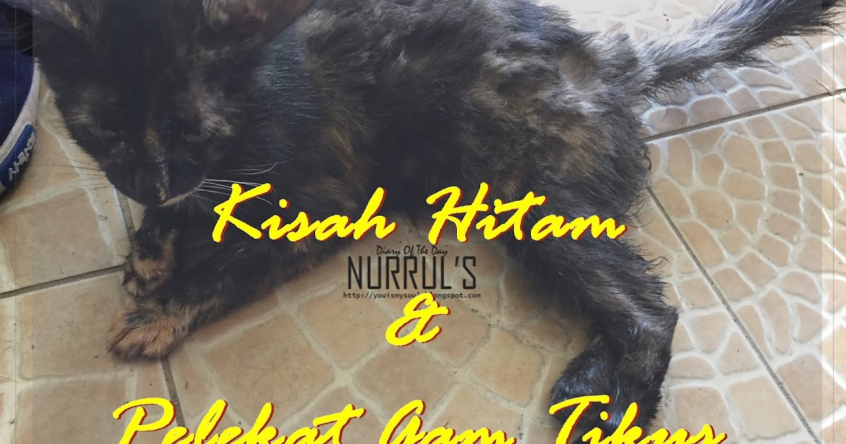 Hitam dan Pelekat Gam Tikus