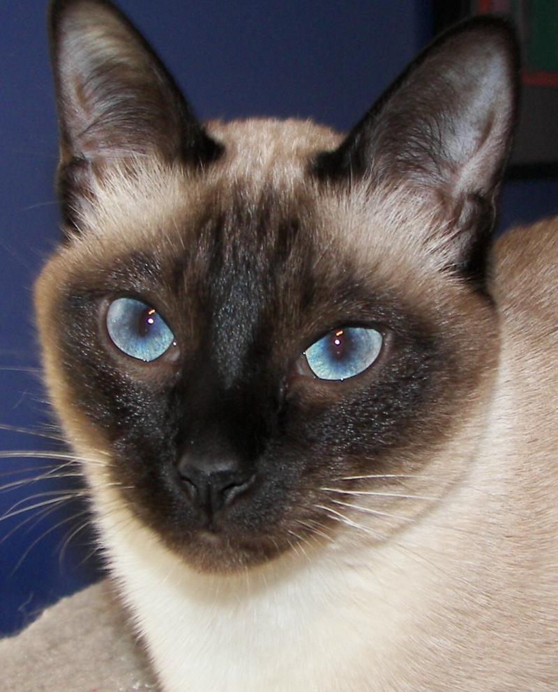 Cute Siamese Cat Photos