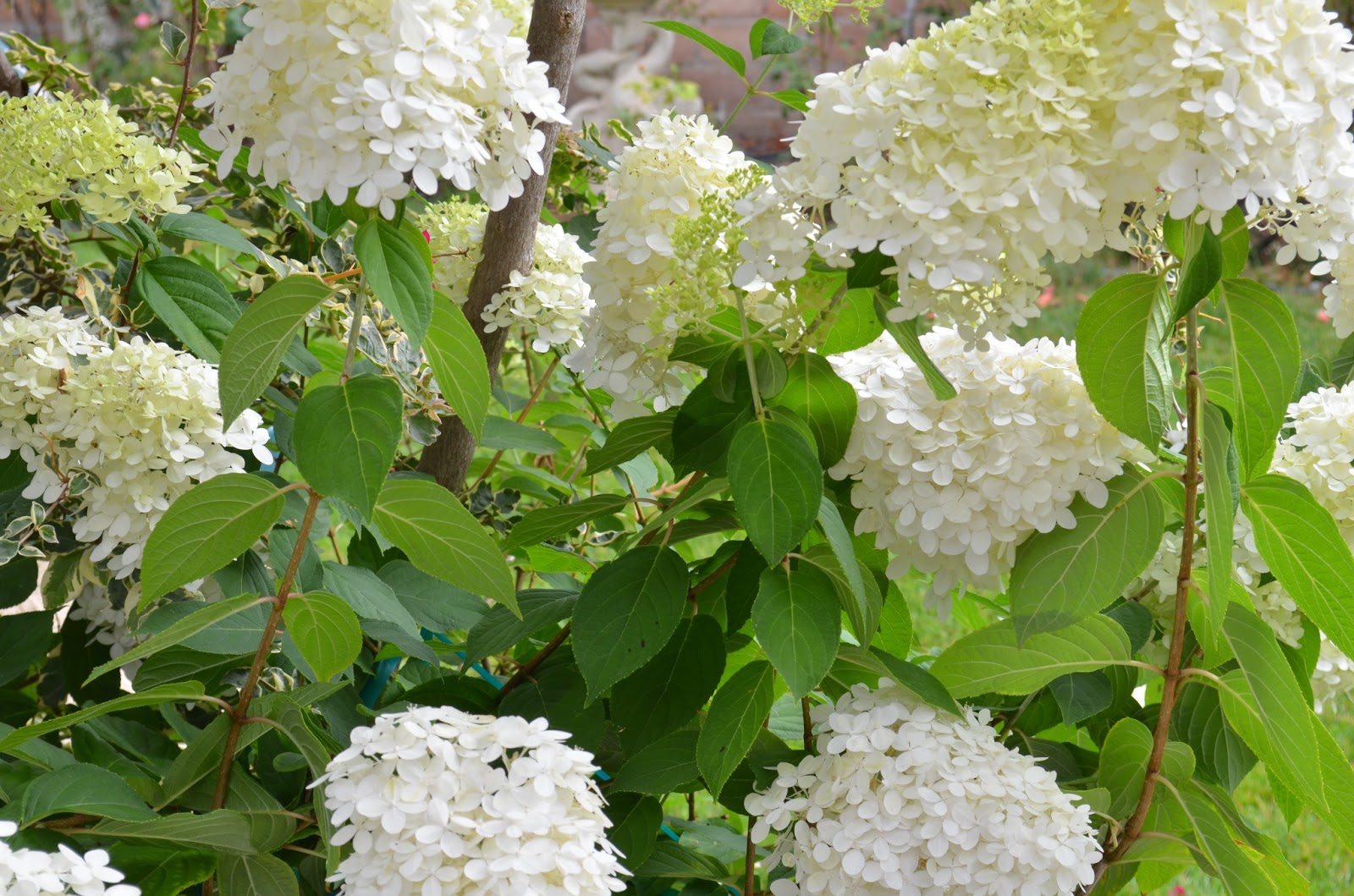Entertaining From an Ethnic Indian Kitchen: Hydrangeas around the farm