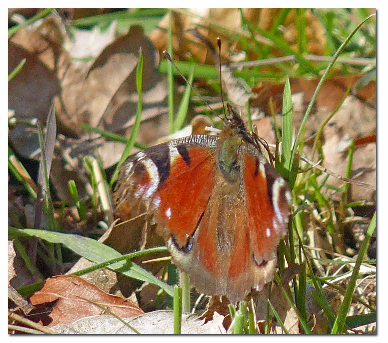 Wild and Wonderful: Peacock - My First Butterfly of 2015