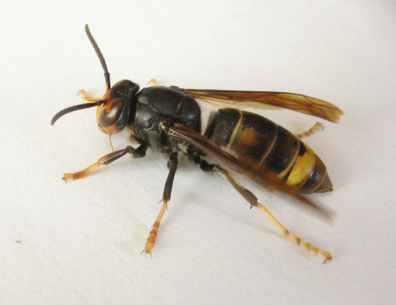Vespa Velutina
