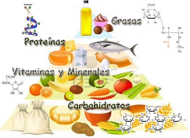 Educacion Fisica Aline : Nutrimentos