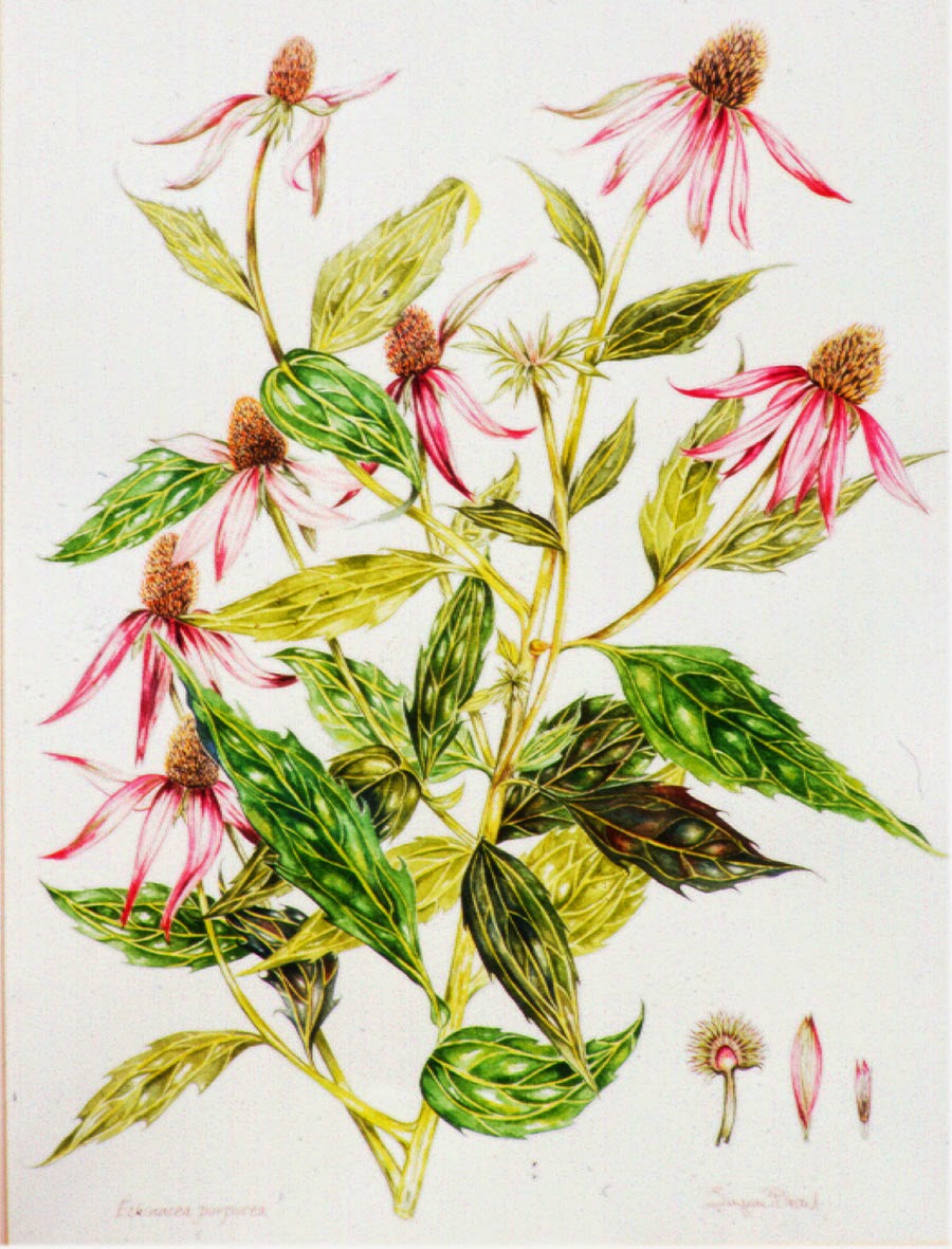 Auntie Kandy's Apothecary: Echinacea (Echinacea angustifolia) monograph
