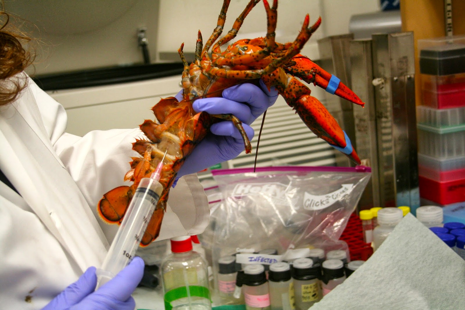 The Girl with the Lobster Tattoo: No foxes... but lobsters!