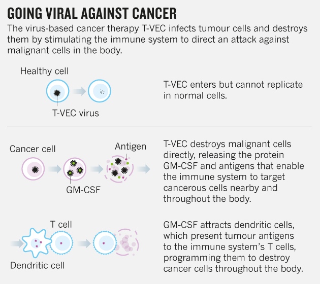 Genetically engineered virus called talimogene laherparepvec (T-VEC ...