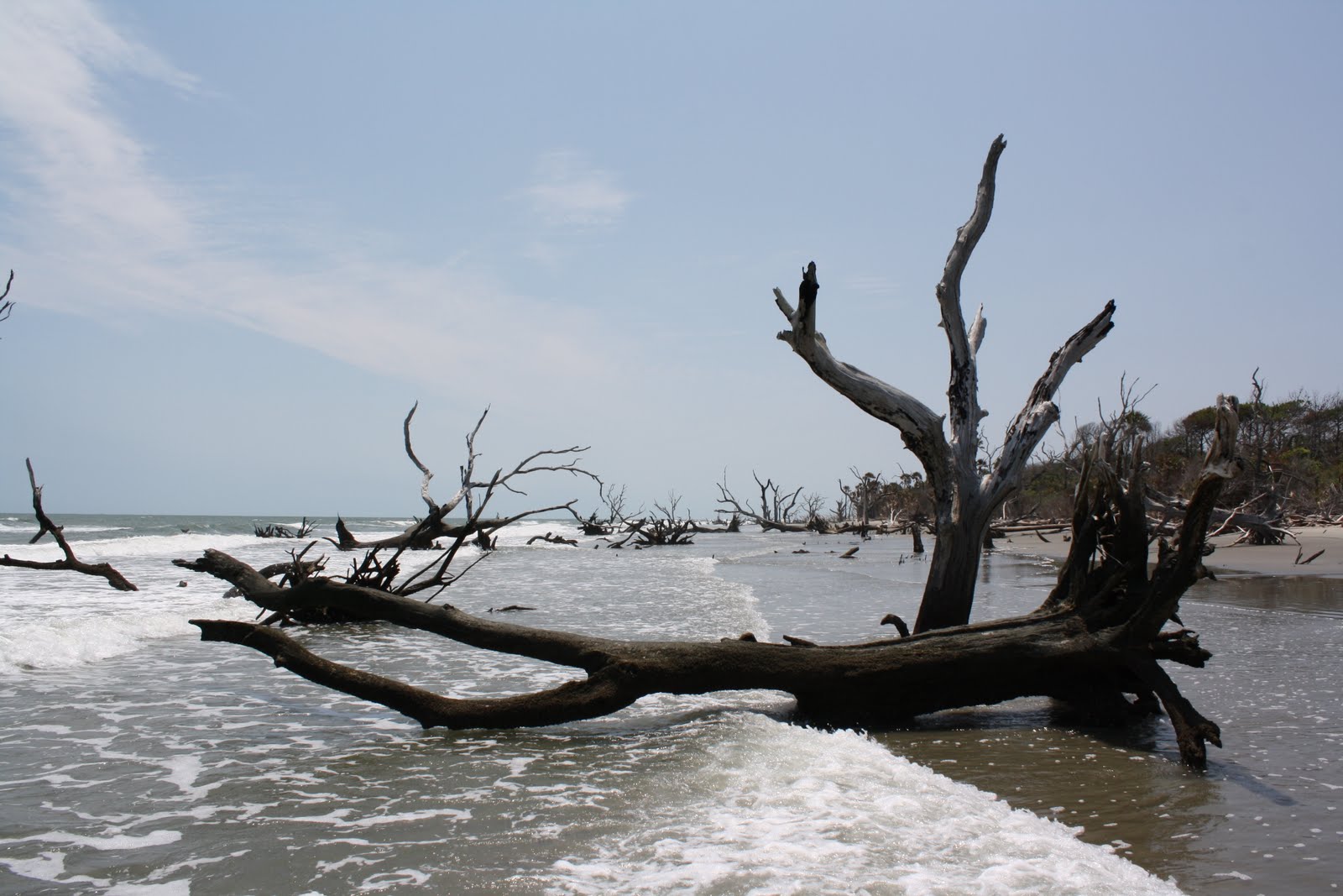 COASTAL EXPEDITIONS: Field Notes: Bulls Island Beach Drop to benefit ...