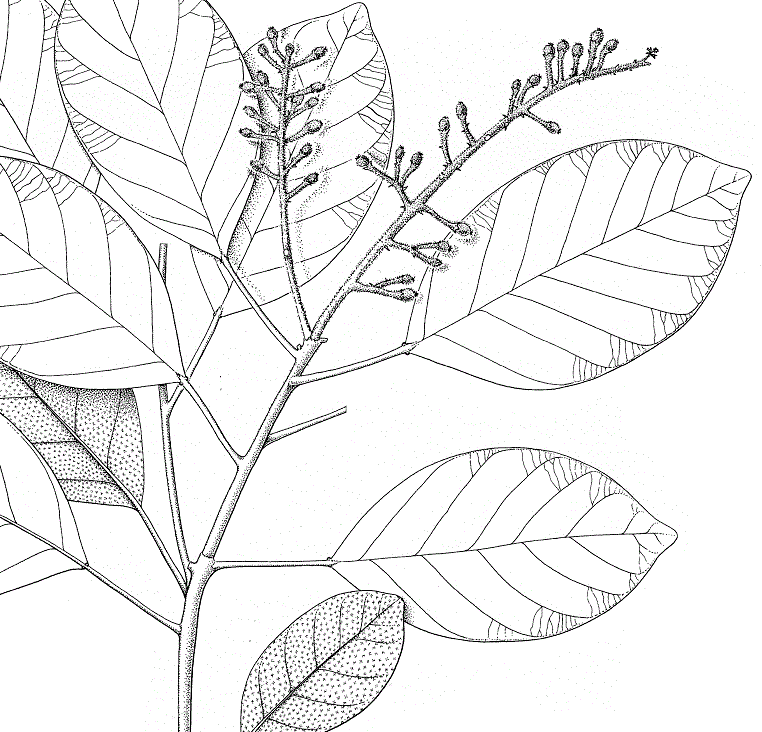 ALAM TUMBUHAN: KELUARGA GETAH / PATIKANIA (Euphorbiaceae family) A - B