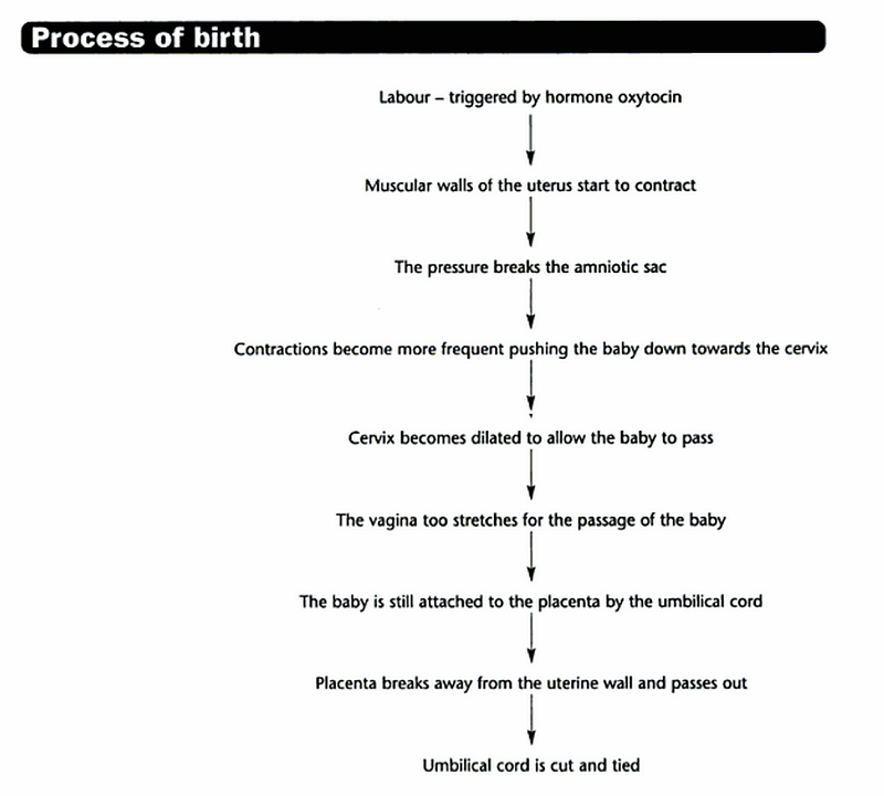 #118 Process of birth | Biology Notes for IGCSE 2014 & 2024