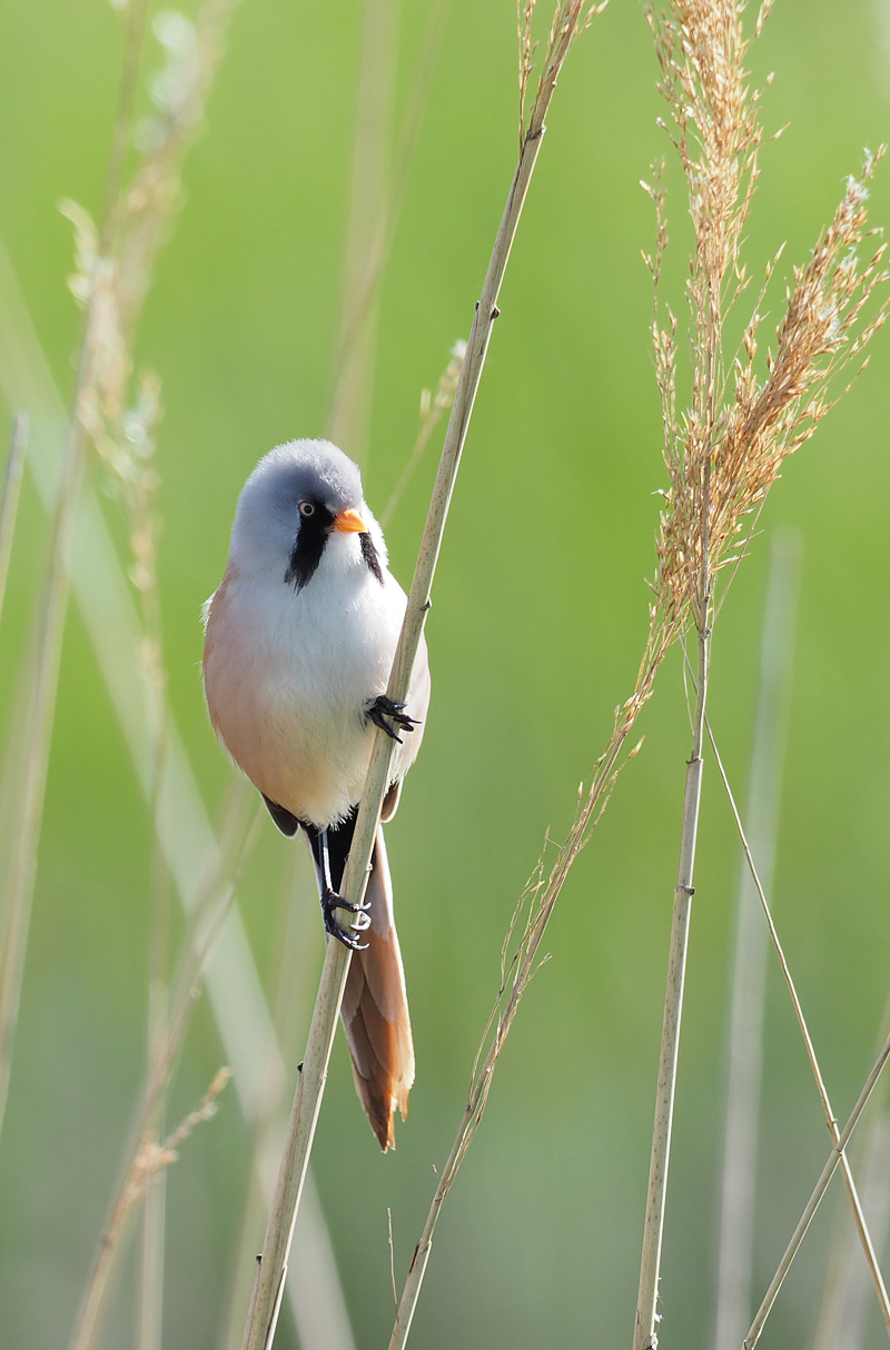 CAMBRIDGESHIRE BIRD CLUB GALLERY: Bearded Tit