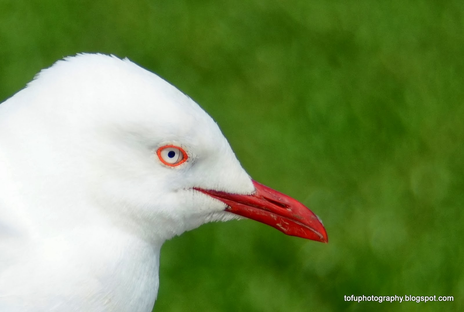 Tofu Photography: Beautiful seagulls