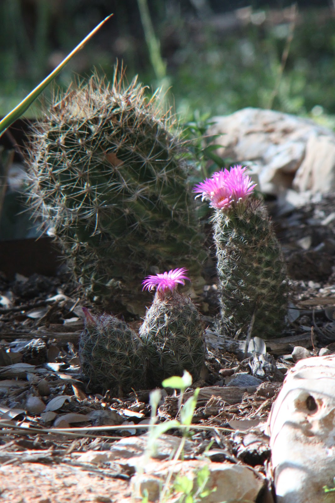Rock-Oak-Deer: Foxtail Cactus Blooms