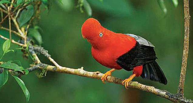 PUNO, CULTURA Y DESARROLLO: AVE NACIONAL DEL PERÚ