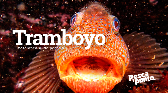 Enciclopedia de peces - Tramboyo