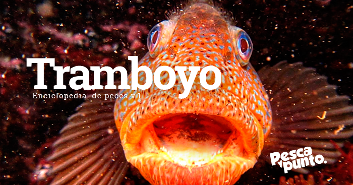Enciclopedia de peces - Tramboyo