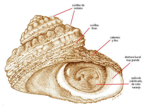 Muitos Moluscos Tem Uma Estrutura Denominada Radula - Várias Estruturas
