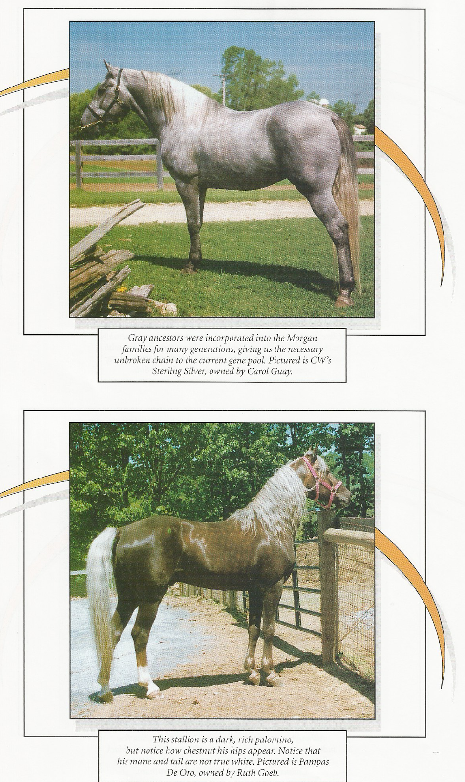 Old Morgans: Morgan Colors 5/98 TMH