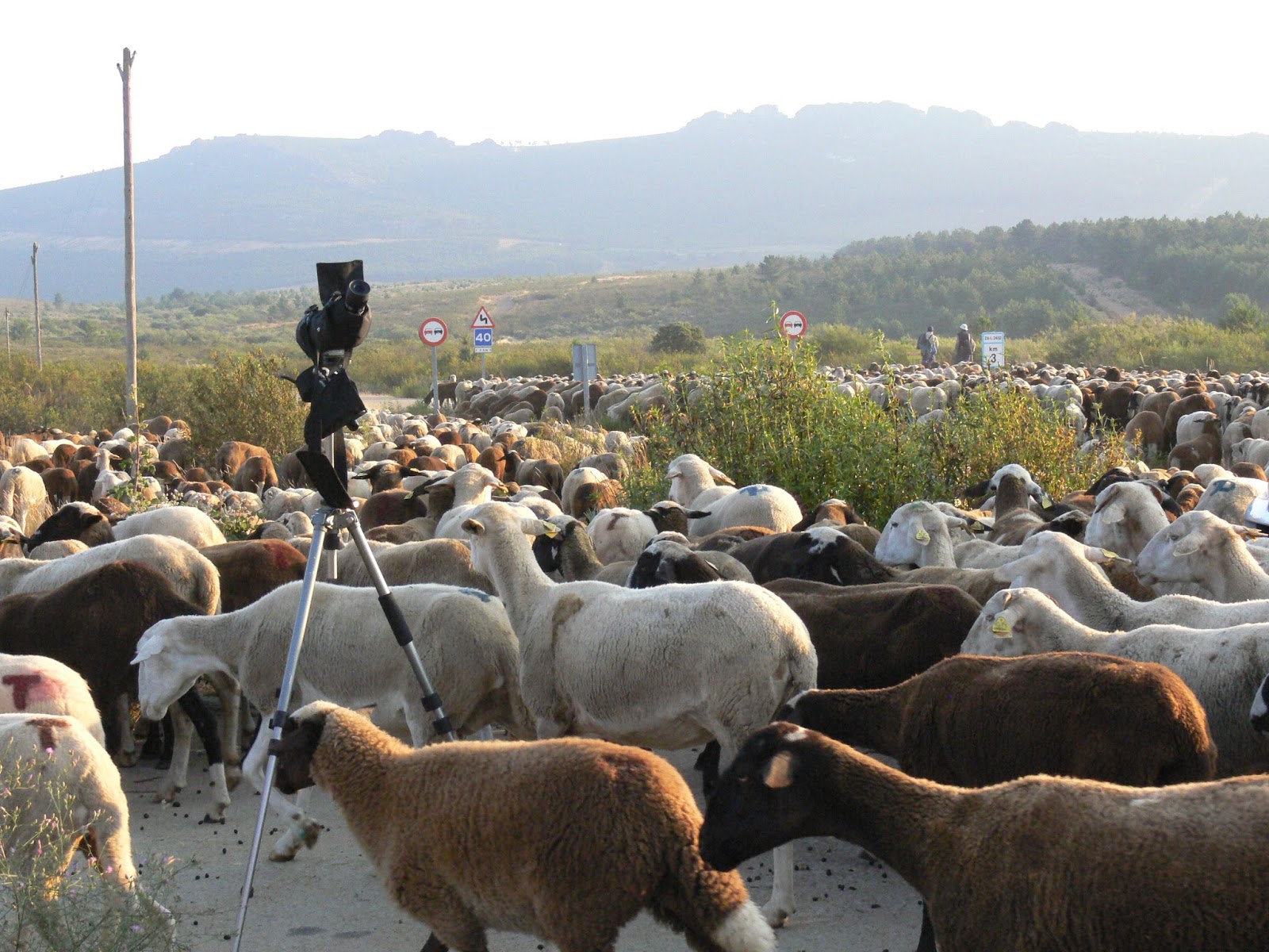 Wild Wolf Experience: Trip Report Sierra de la Culebra 9th/16th July 2013