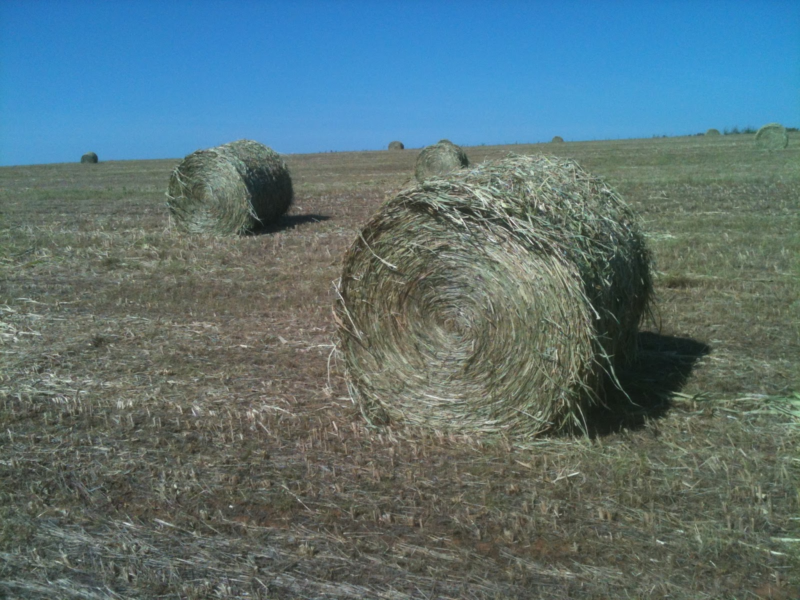 Watch Out For The Bull Baling Sorghum Sudangrass Hay