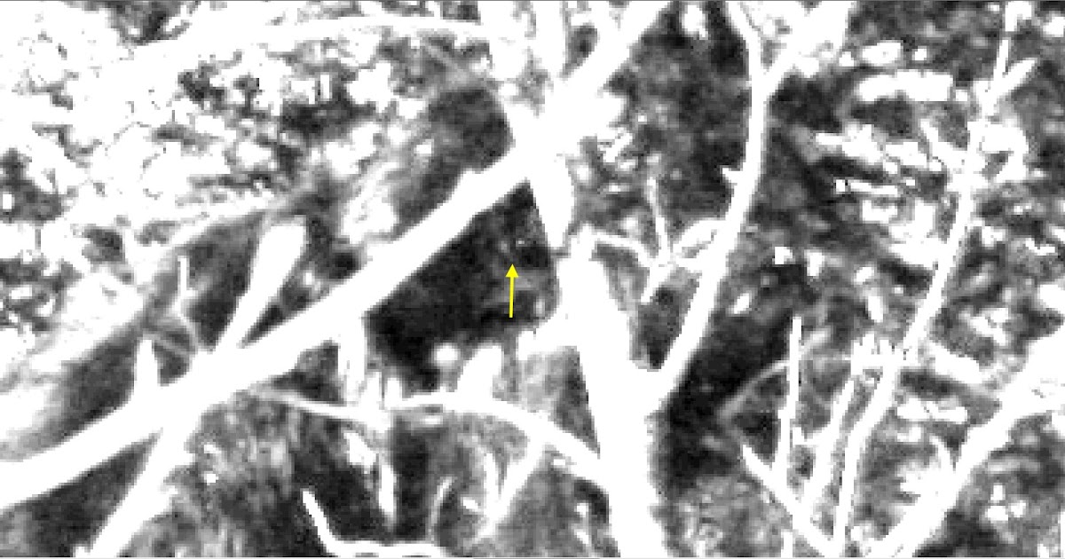 The One-Eyed Bigfoot Of Tangipahoa Parish