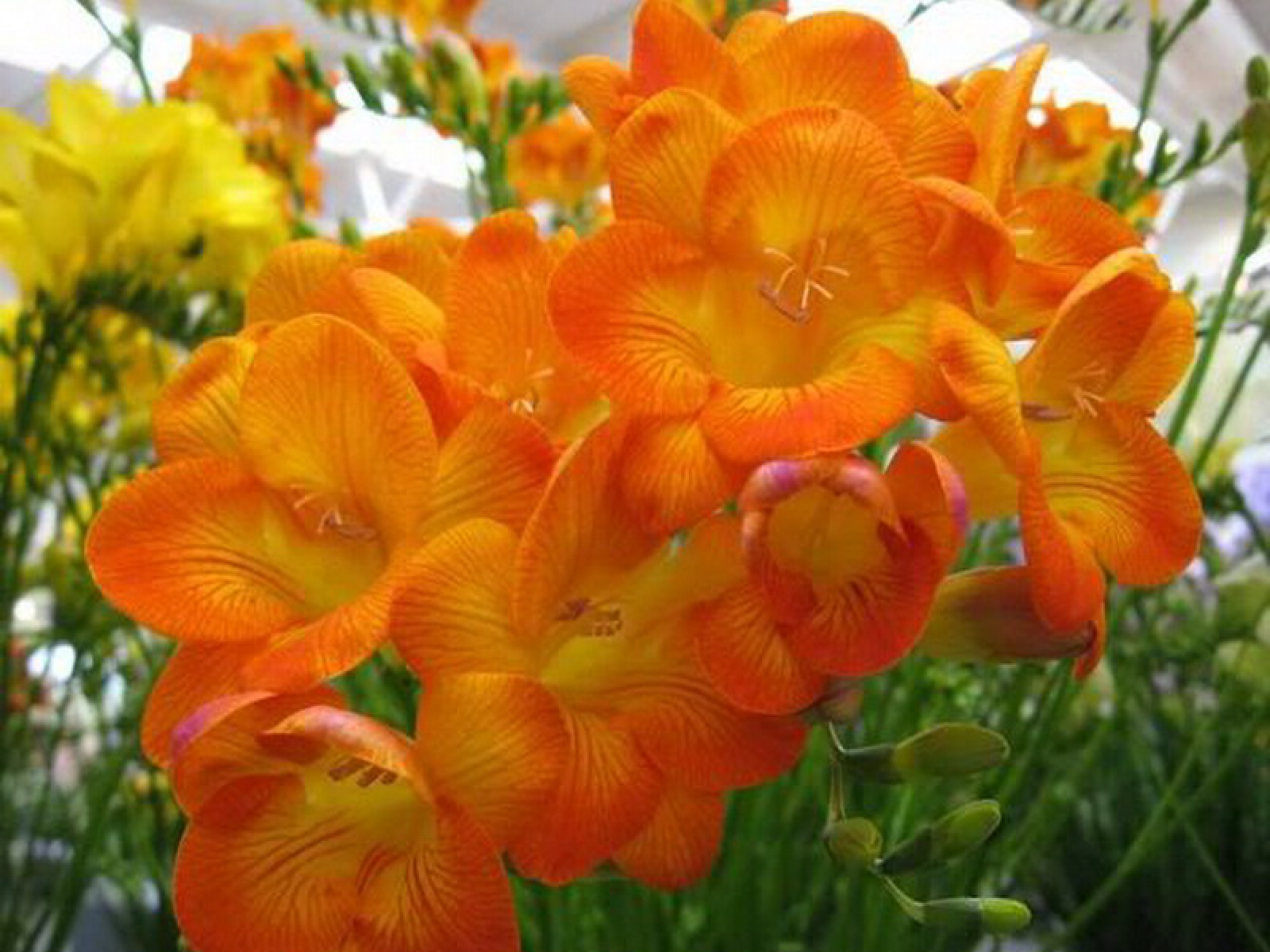 Ewallpics: 1000 Beautiful Flowers HQ Wallpapers