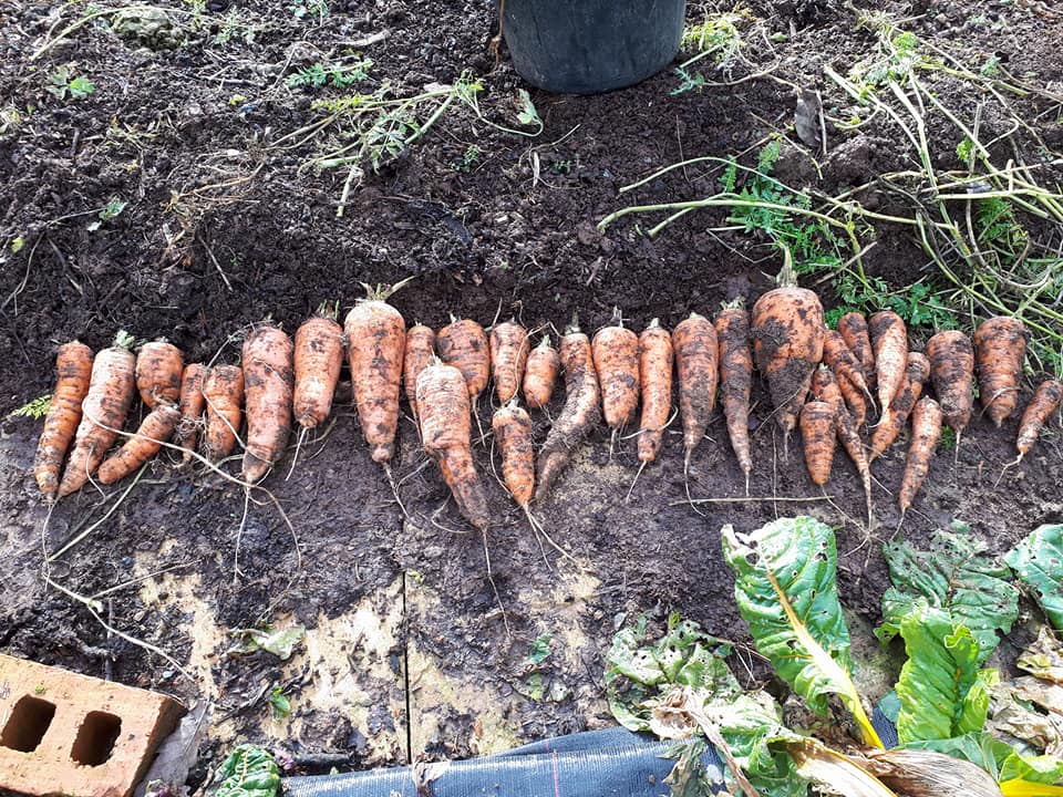 An English Homestead: Selecting Carrots For Seed Saving