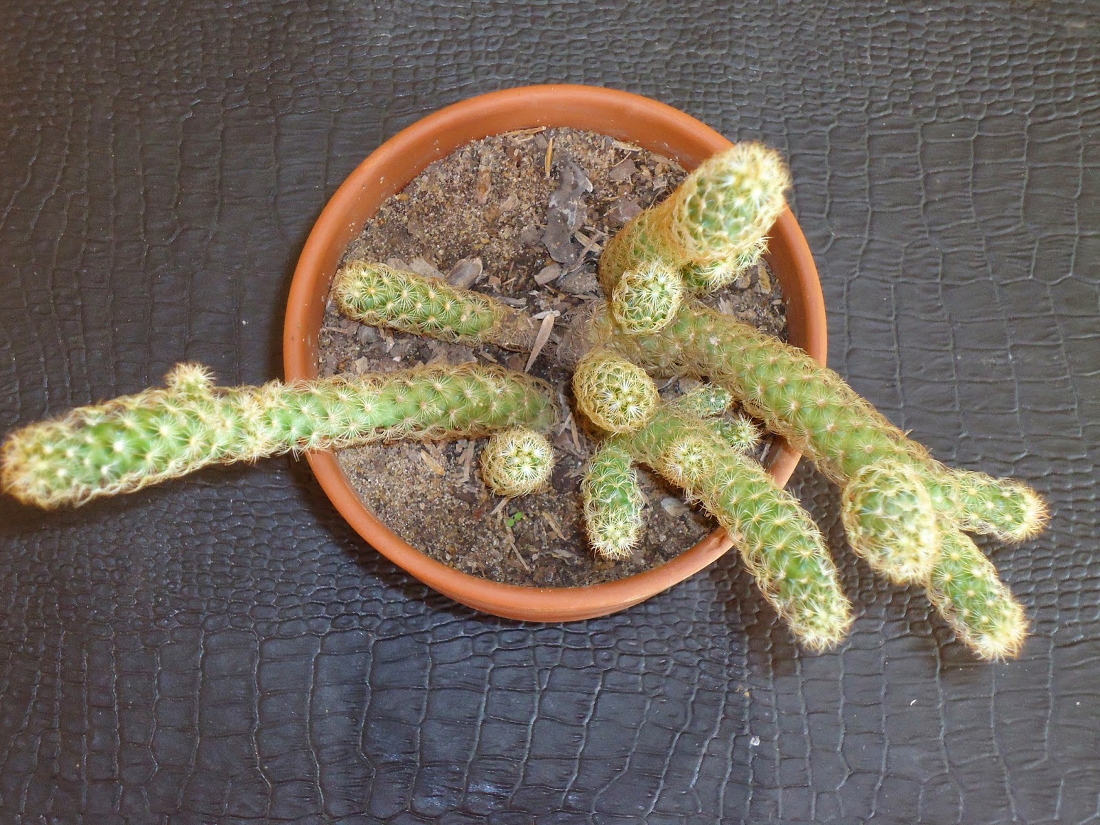 tutuna mituna: Mamilaria