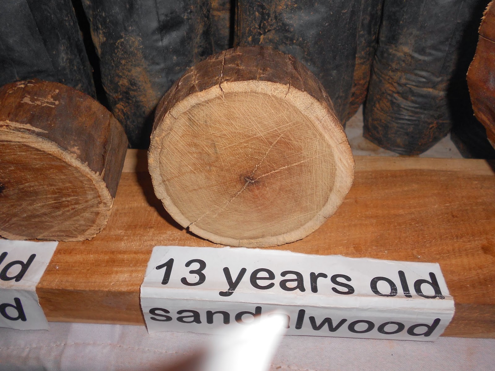 Indian sandalwood farms