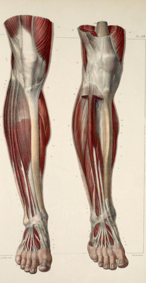 Leg Tendons And Ligaments : | Diagram of supportive tendons and ...