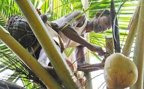 WISDOM FOR YOU: NEERA : ITS MEDICINAL VALUE - COCONUT WATER