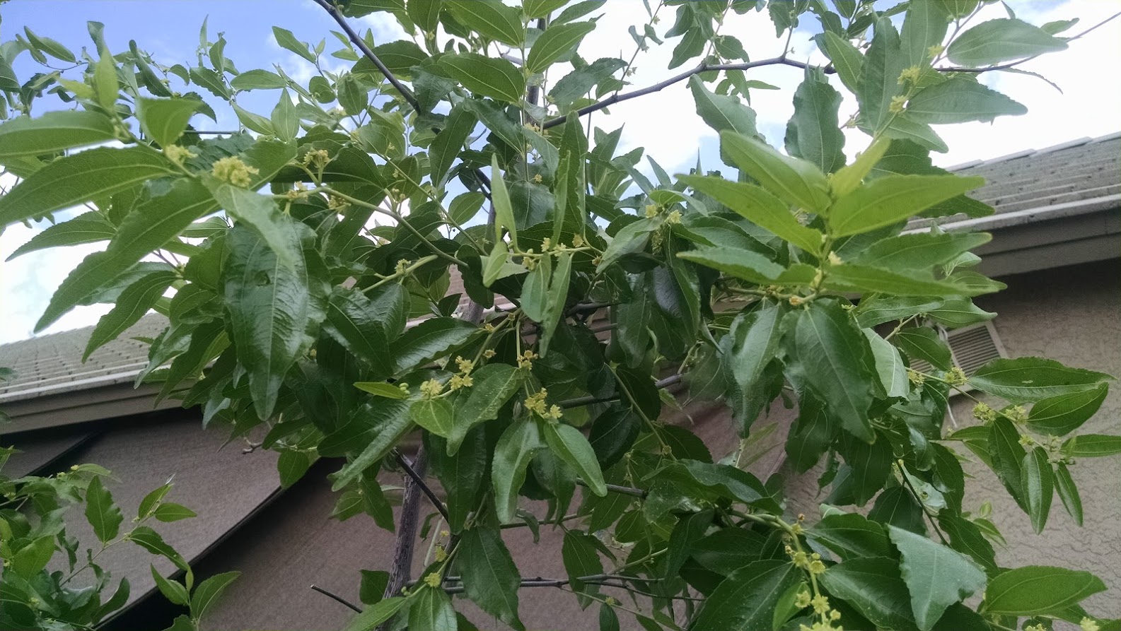 Desert Valley Orchard: Shanxi Li Jujube