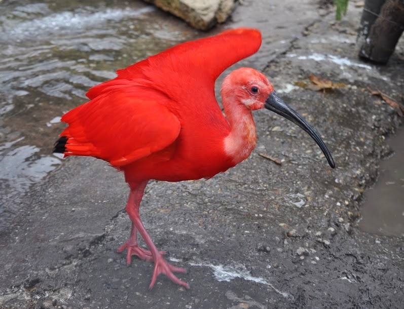 ZOOTOGRAFIANDO (6.100 ANIMALS): IBIS ROJO O ESCARLATA / SCARLET IBIS ...
