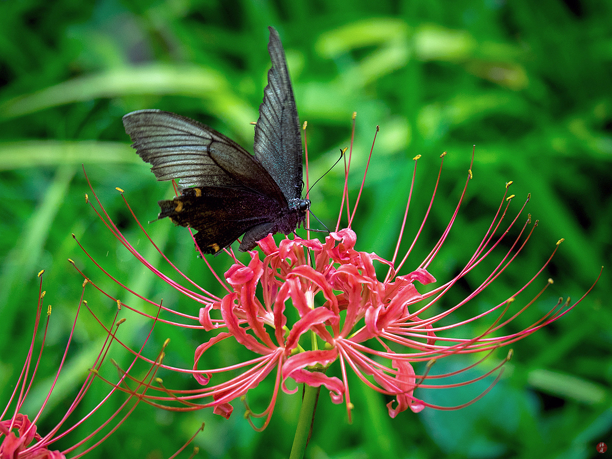 FROM THE GARDEN OF ZEN: Higan-bana (Lycoris radiata) flowers and Kuro ...