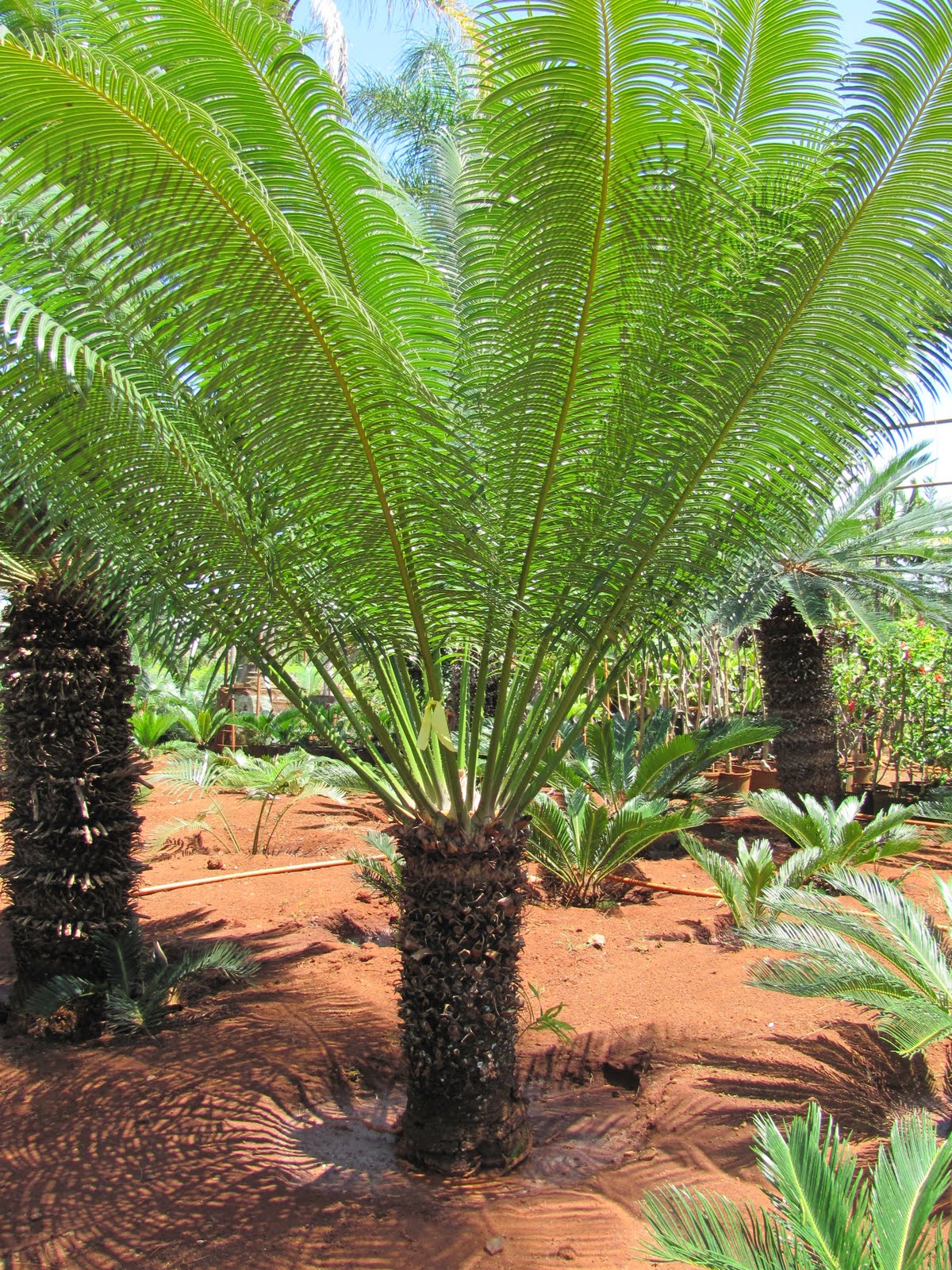 Home And Garden : Cycas circinalis