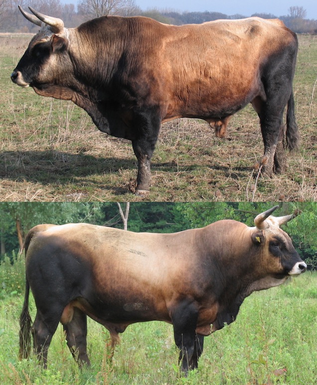 The Breeding-back Blog: Old or removed Taurus cattle born in the Lippeaue