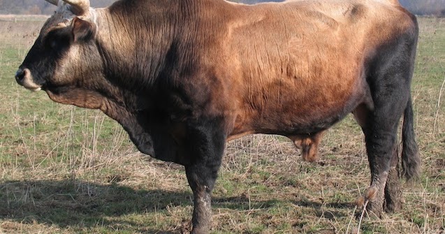 The Breeding-back Blog: Old or removed Taurus cattle born in the Lippeaue