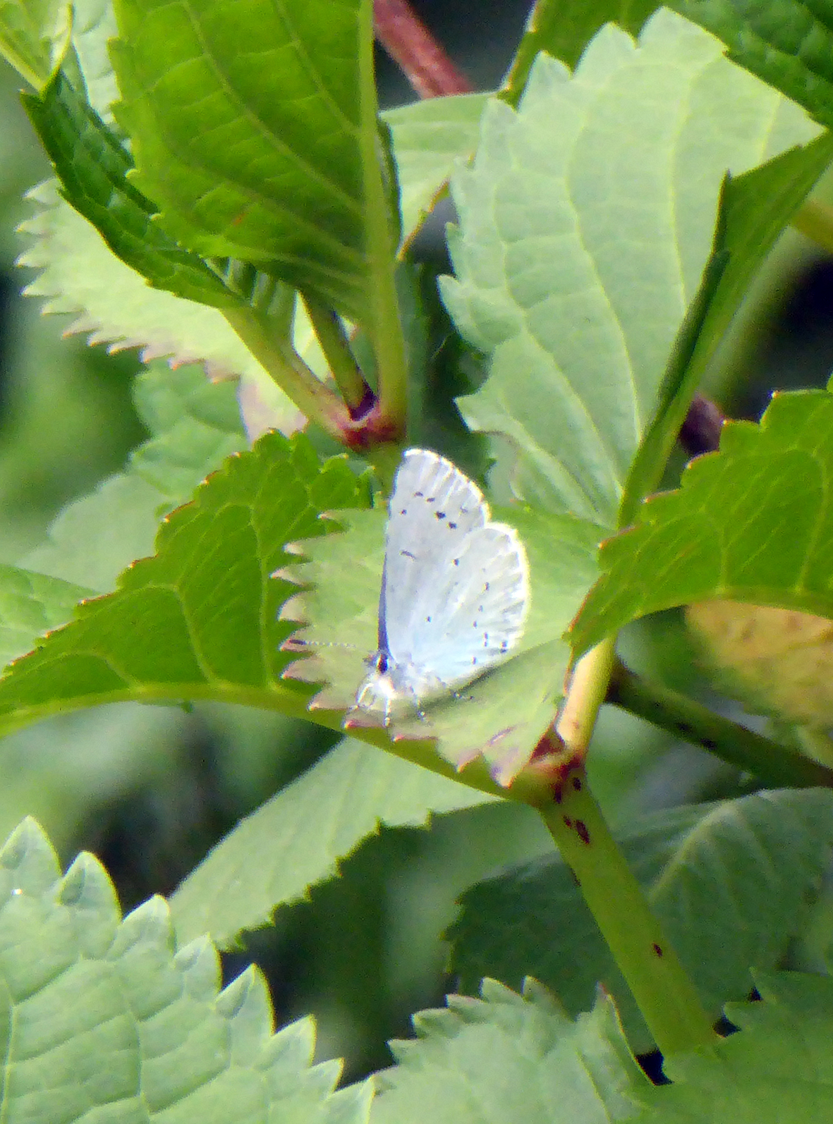 Wild and Wonderful: Small Butterflies at Sutton Hoo (and a Holly Blue ...