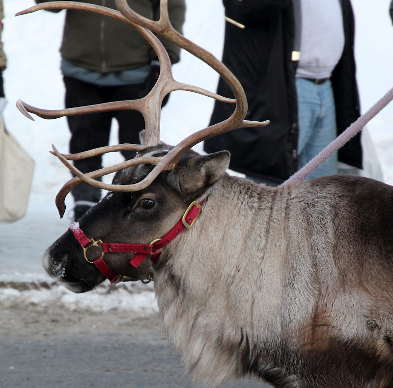 Sheryl's Great Adventure Year 2: Fur Rondy 2012 Parade and Speed Dog Race