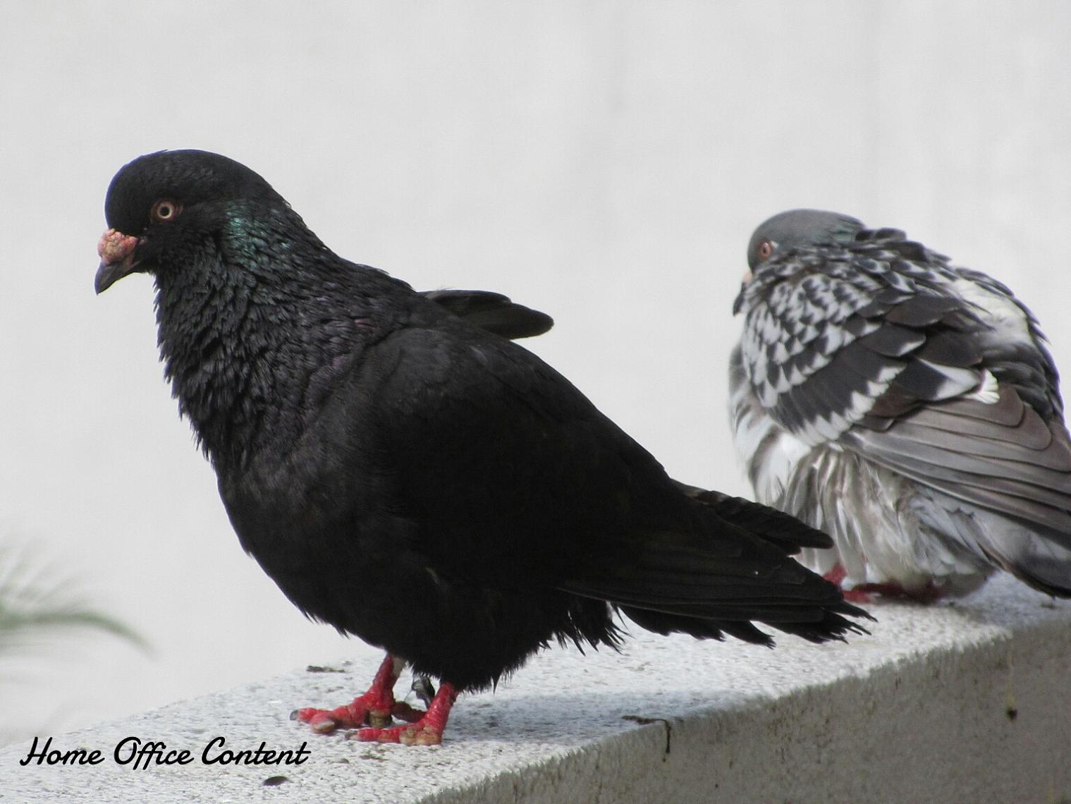 Home Office Content: 攝影集：自然野生