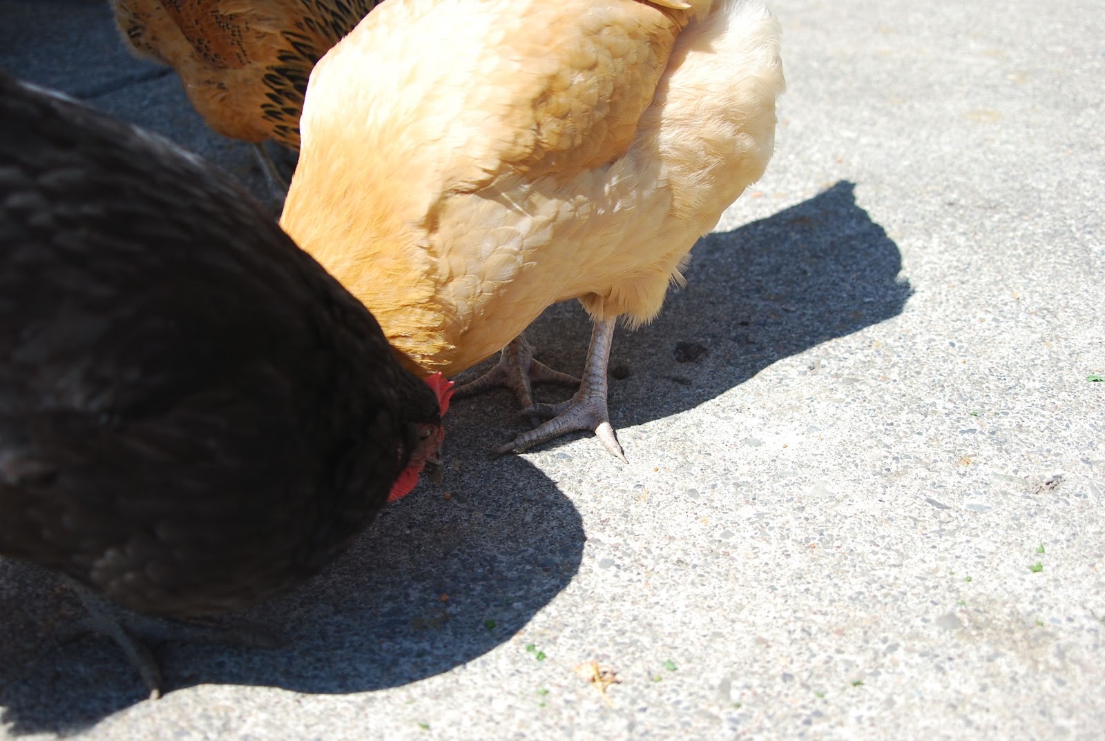 The Screaming Divas: October 2011