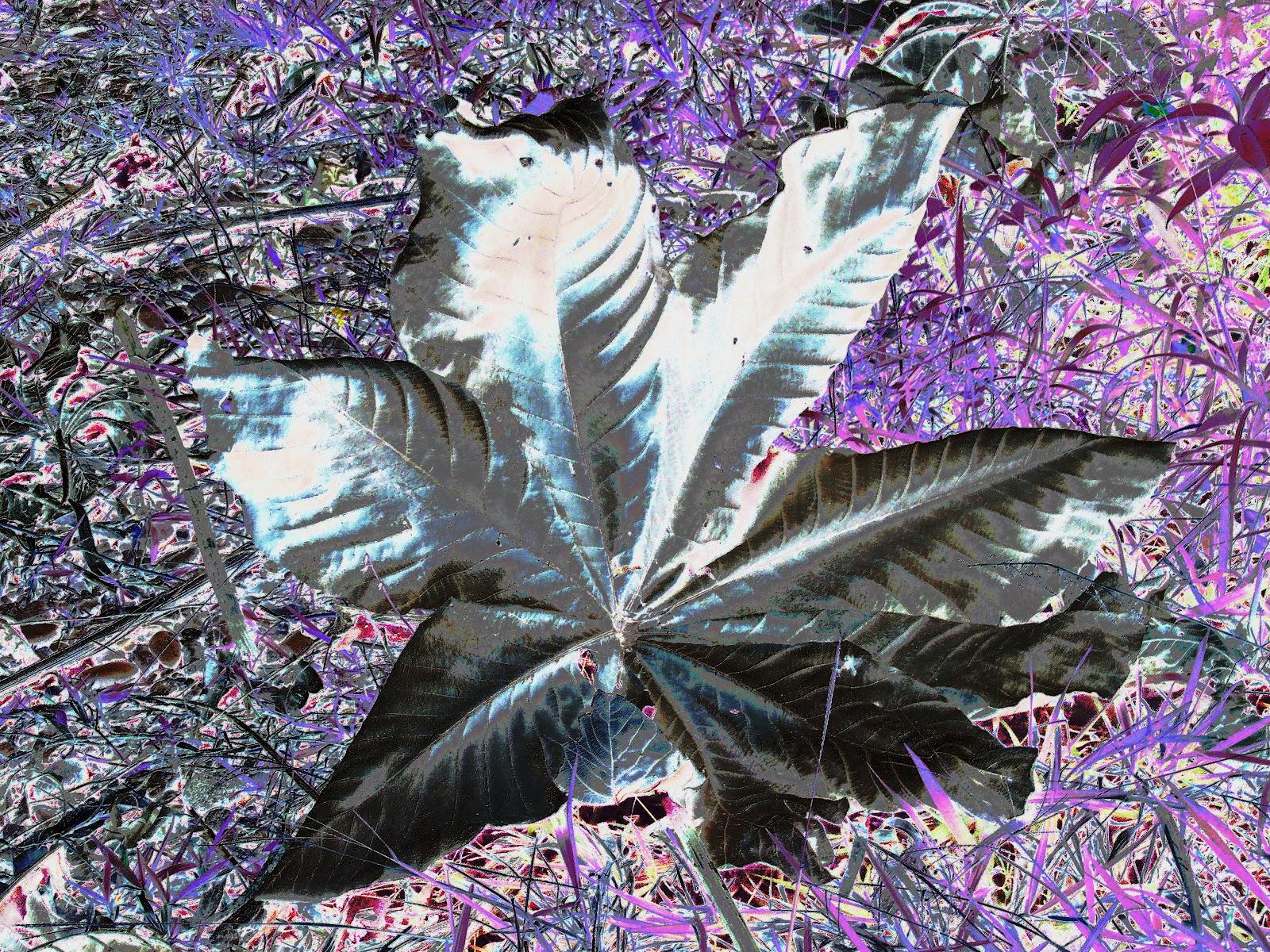 EL YARUMO BLANCO: El Yarumo blanco