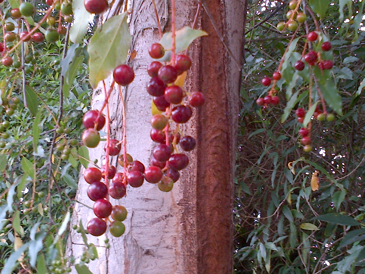 Huancayo fotografias: Fruto de la Guinda o Capuli.