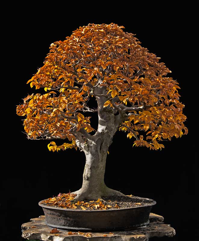Walter Pall Bonsai Adventures: Beech #1