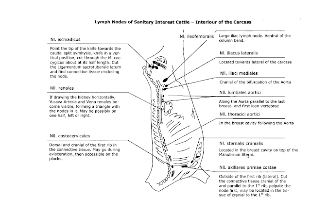 العلوم البيطرية: cattle meat inspection : lymph node