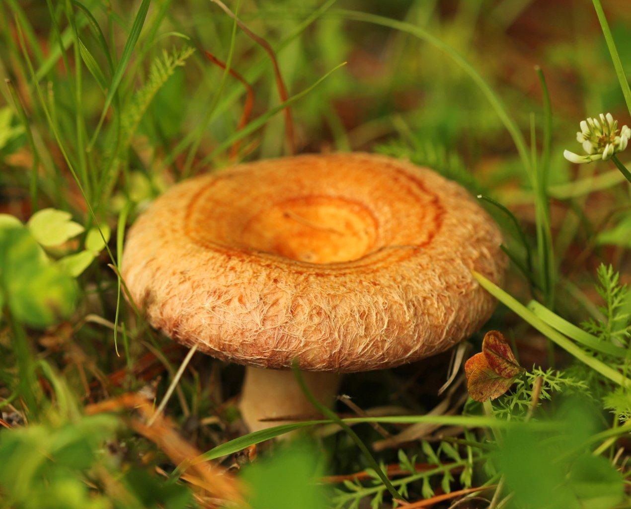 Naruskan Tukikohta: Sienisato nostelee päätään.